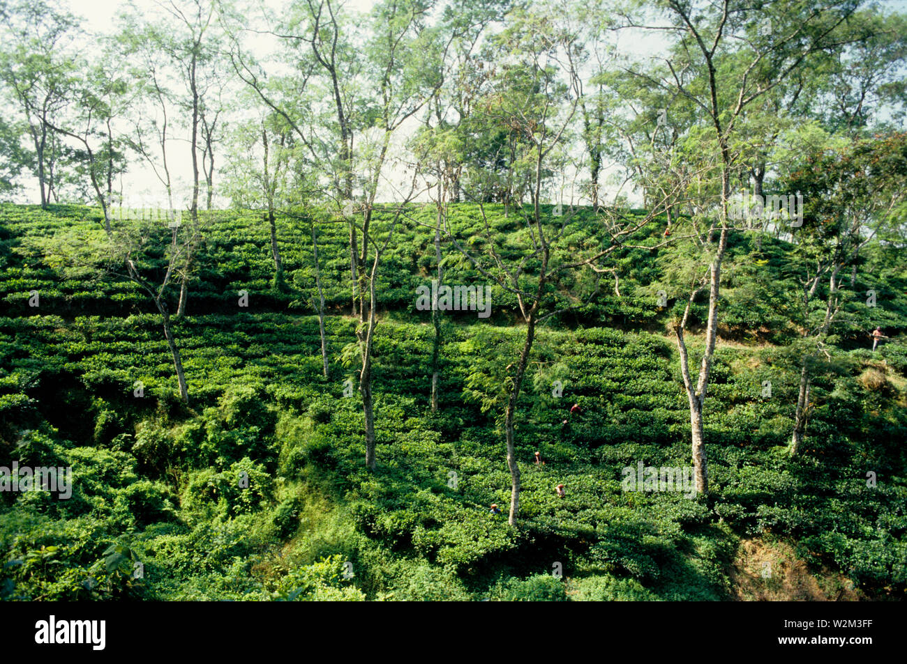 Tea is a major industry in Bangladesh and grows in the low hills of ...