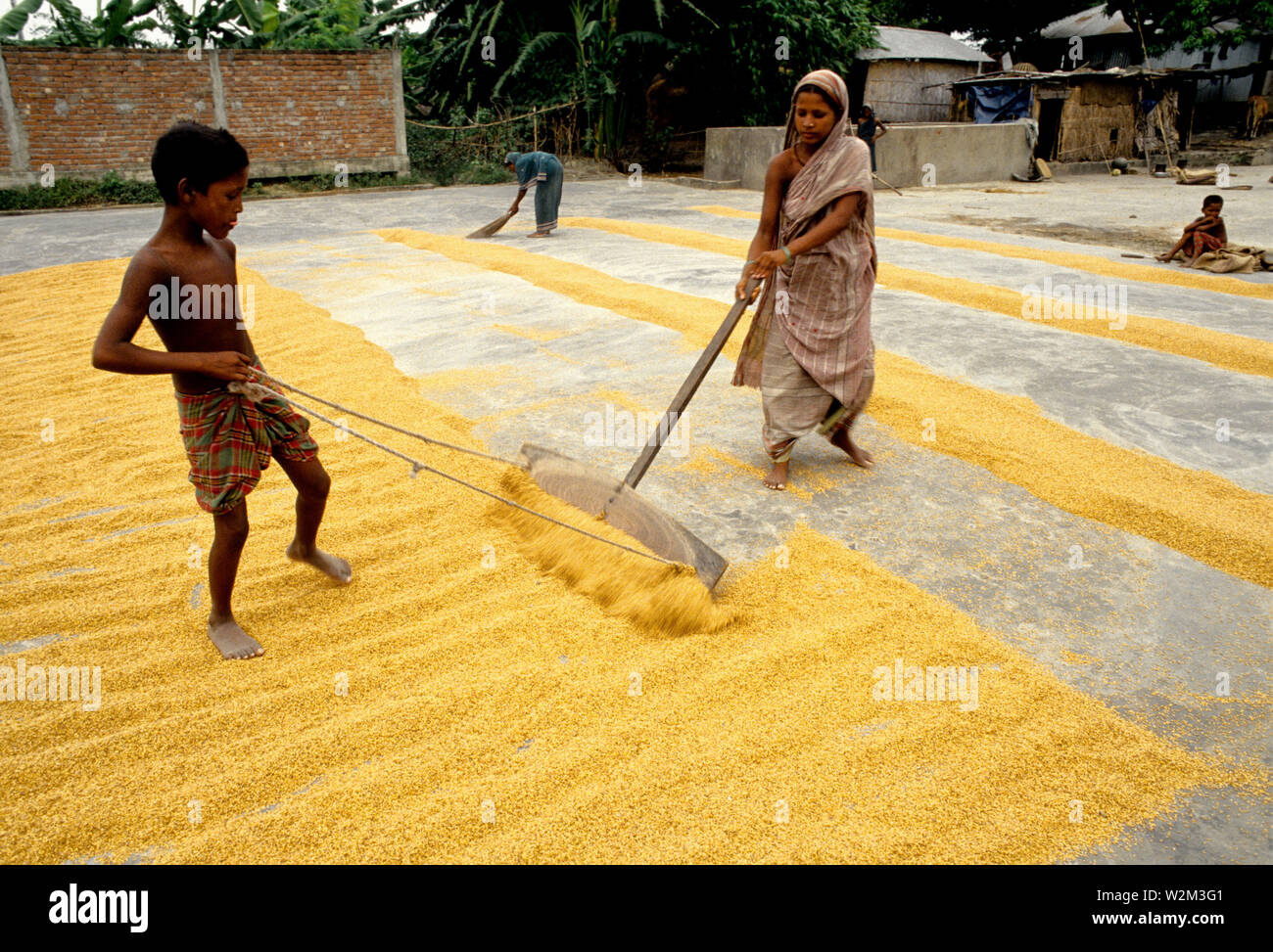 Drying parboiled rice. Pabna. Bangladesh Stock Photo - Alamy