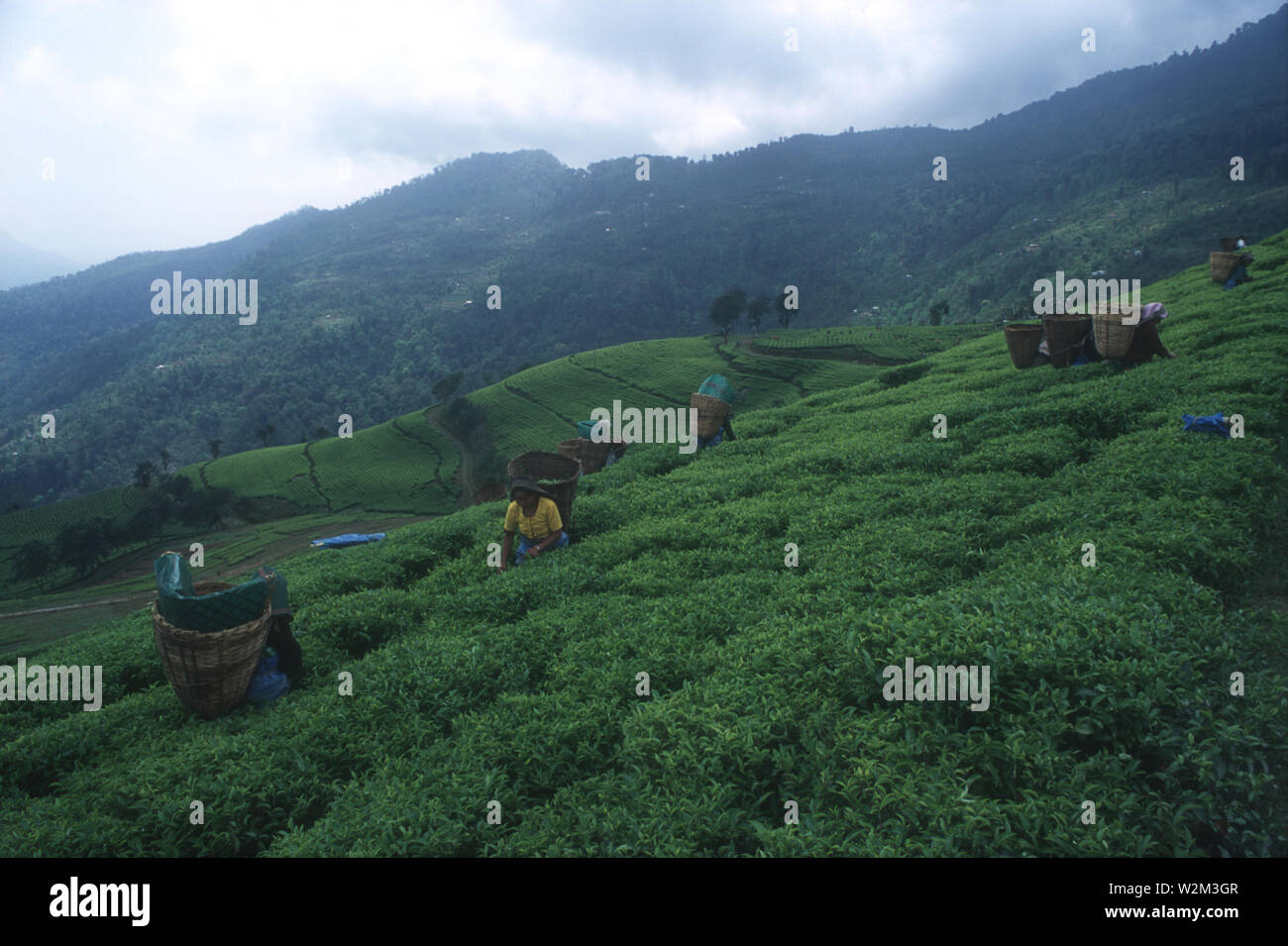 A tea garden, in Sikkim, India. 2000 Stock Photo - Alamy