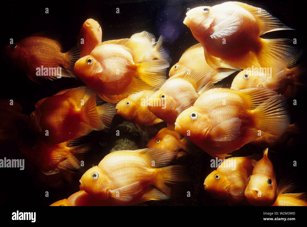 Artificial fish in Beijing Aquarium. China. May 2000 Stock Photo - Alamy