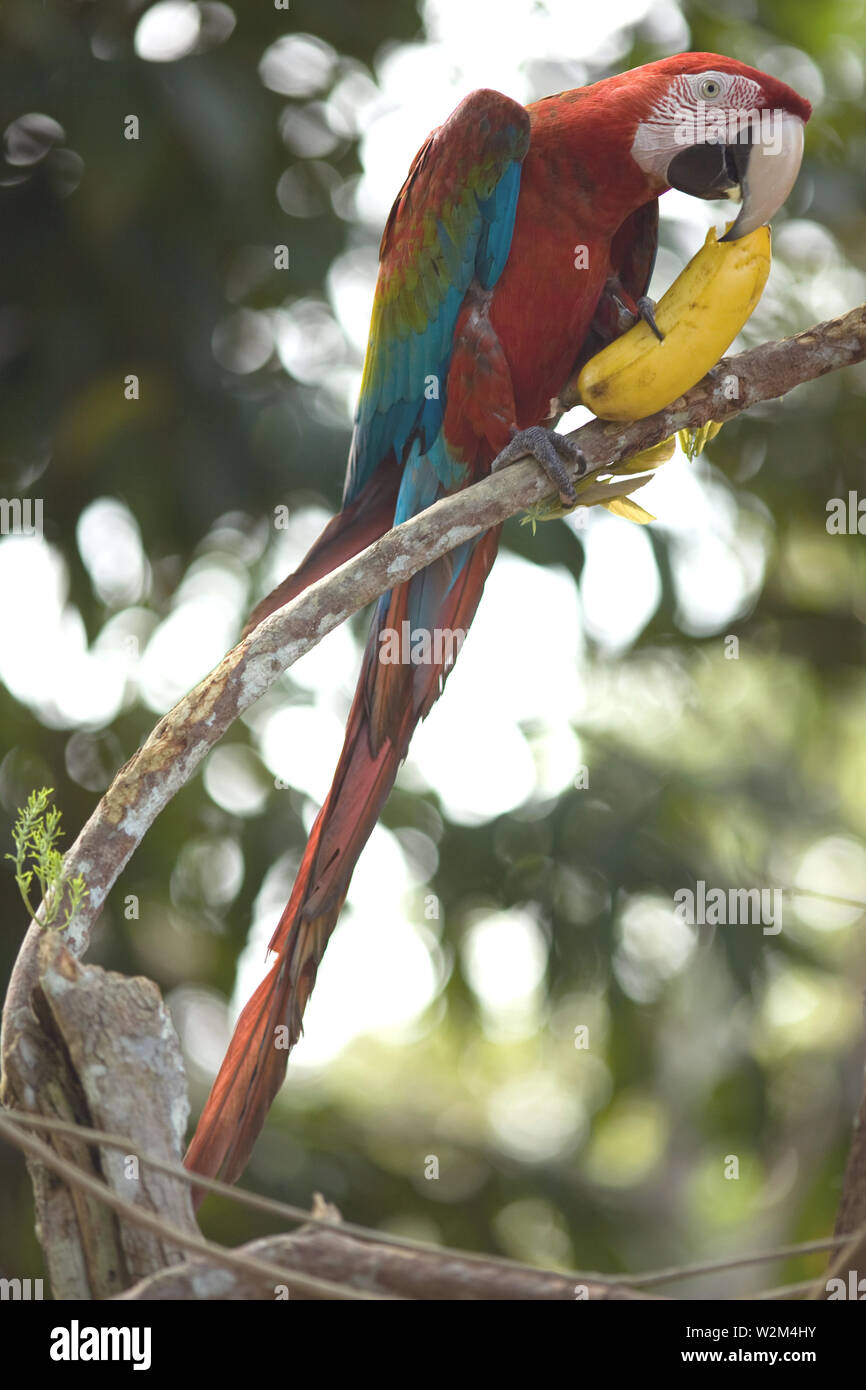 Macaw, Tree, Jaraqui Community, Negro River, Manaus, Amazônia, Amazonas ...