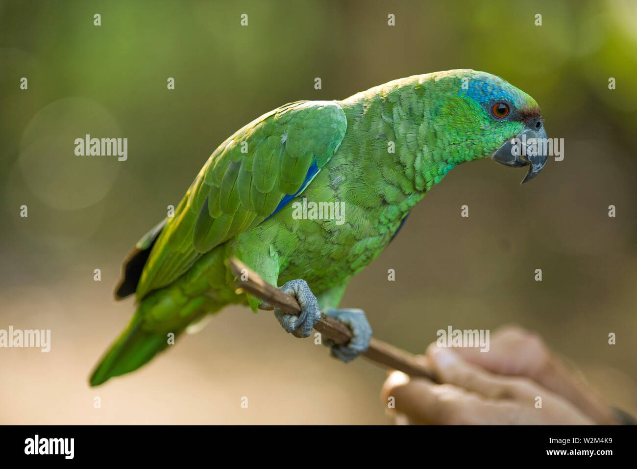 Manaus brazil birds hi-res stock photography and images - Alamy