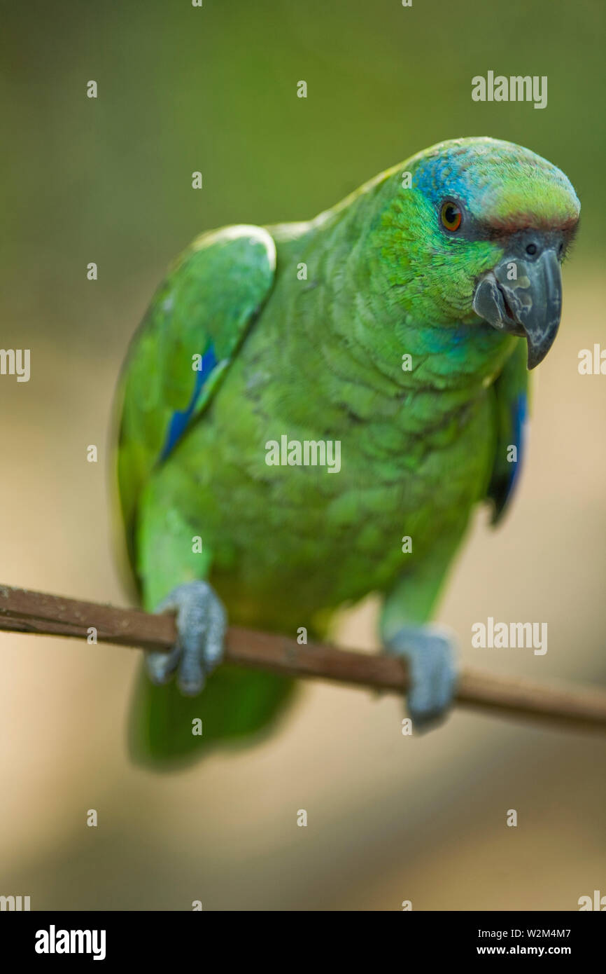 Manaus brazil birds hi-res stock photography and images - Alamy