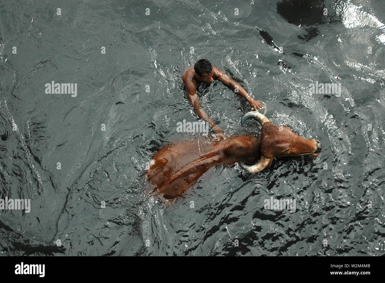 A farmer washing his cow in the polluted water of the Buri ganga river ...