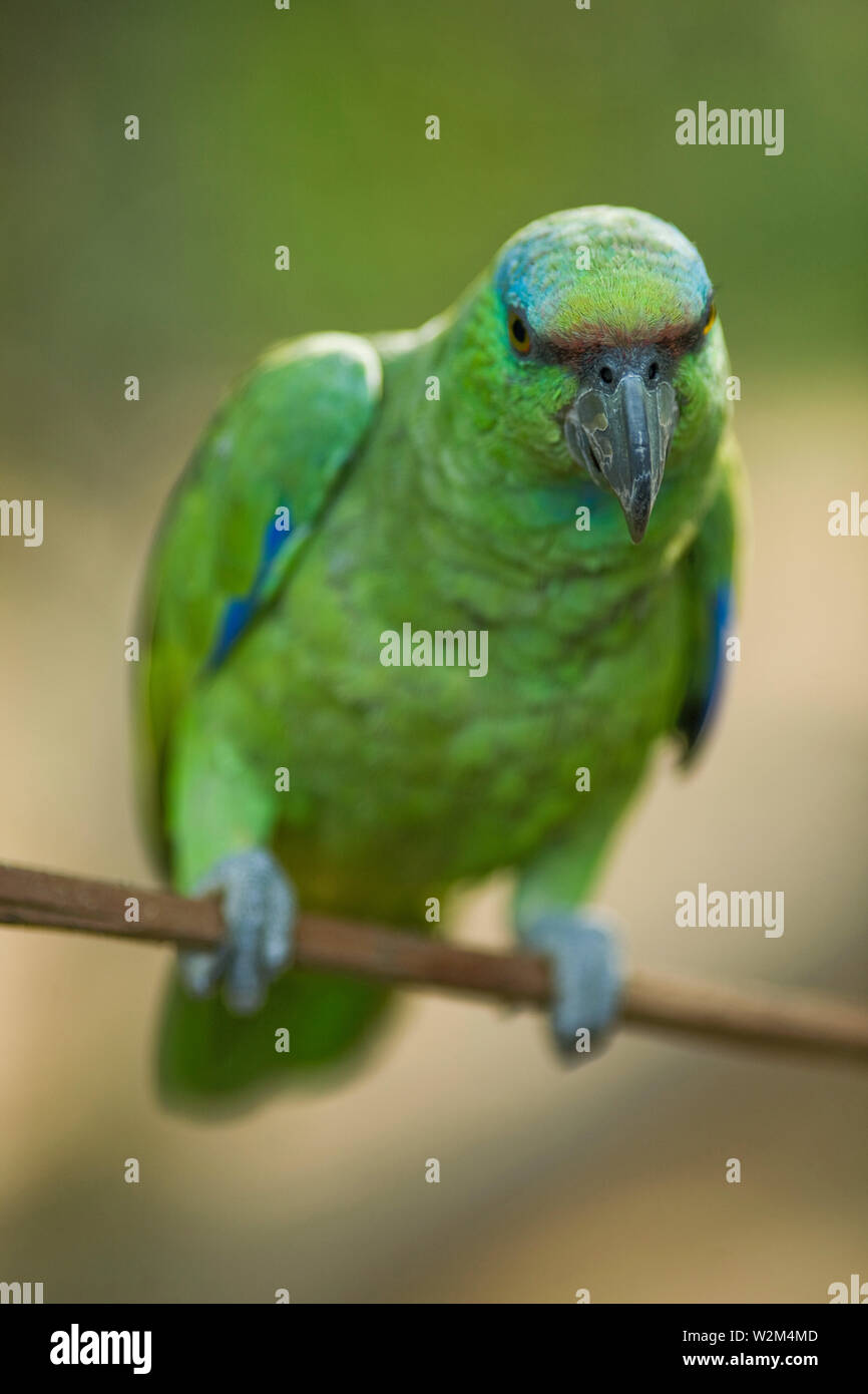 Manaus brazil birds hi-res stock photography and images - Alamy