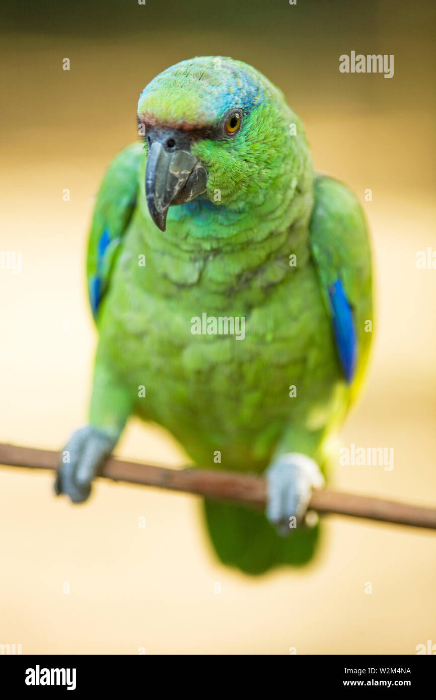Manaus brazil birds hi-res stock photography and images - Alamy