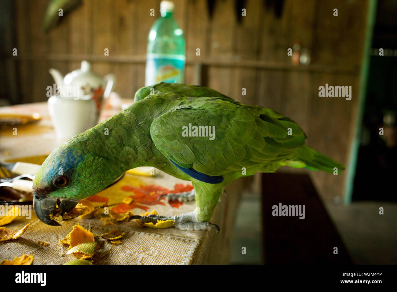 Parrot eating plastic hi-res stock photography and images - Alamy