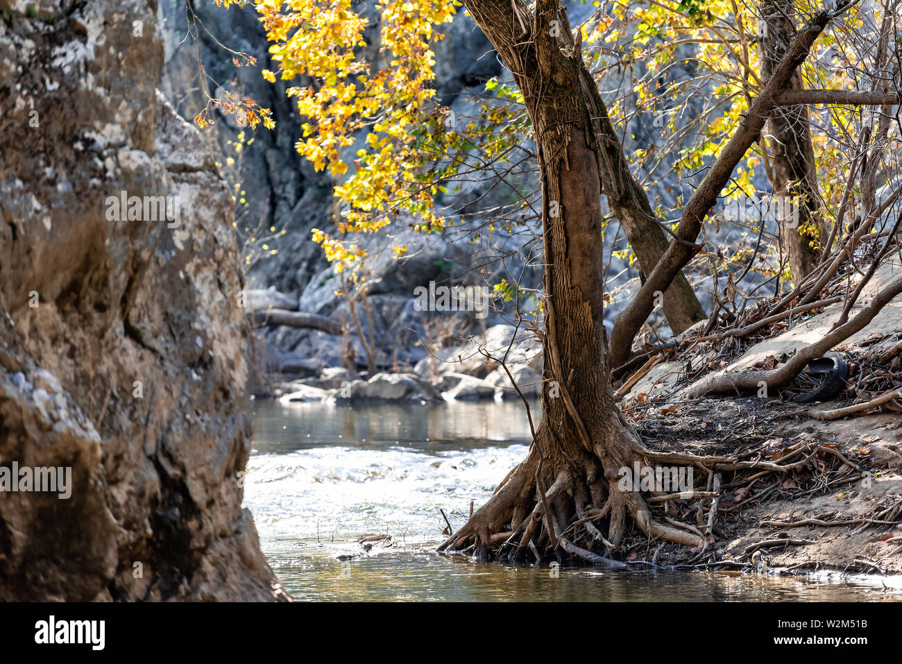 Great Falls yellow autumn tree foliage leaves view in Potomac river ...