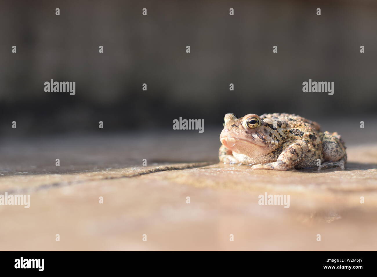 Patio frog hi-res stock photography and images - Alamy