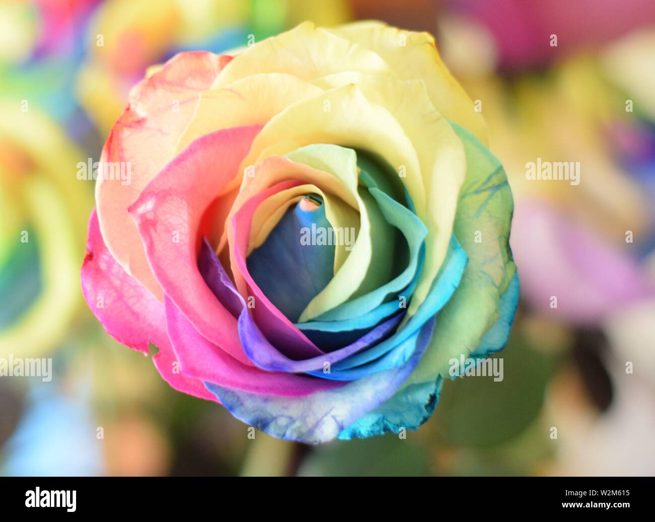 Real Rainbow Rose Growing