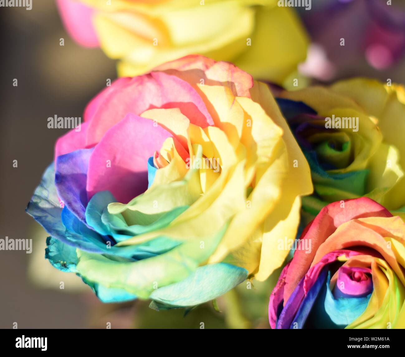 multiple rainbow roses with bright background Stock Photo - Alamy