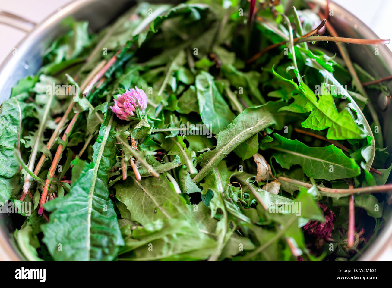 Pot filled with wild green dandelion leaves and pink clover flowers for ...