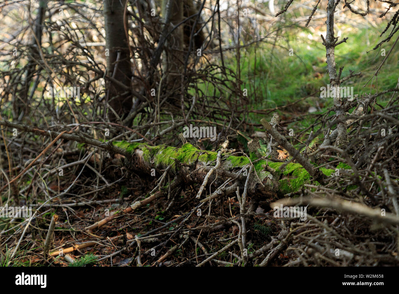 Old tree trunk overgrown green hi-res stock photography and images - Alamy