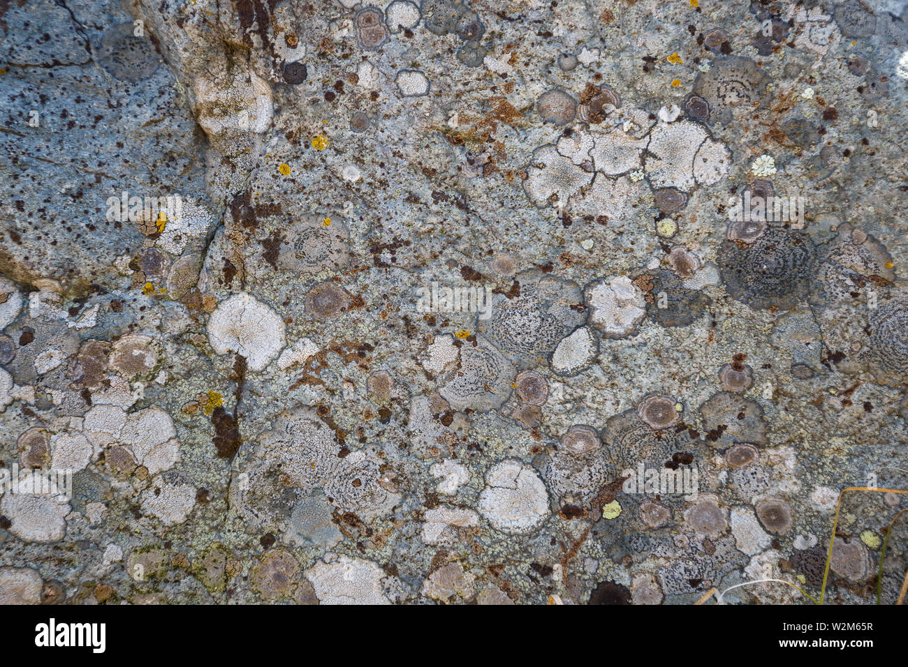 The texture of the stone with fungal formations and moss Stock Photo ...