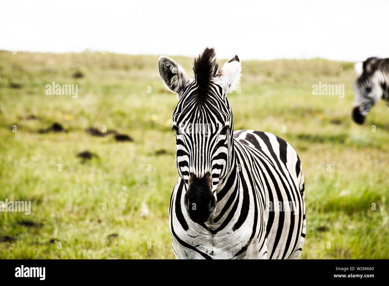 Zebra Up Close Stock Photo - Alamy