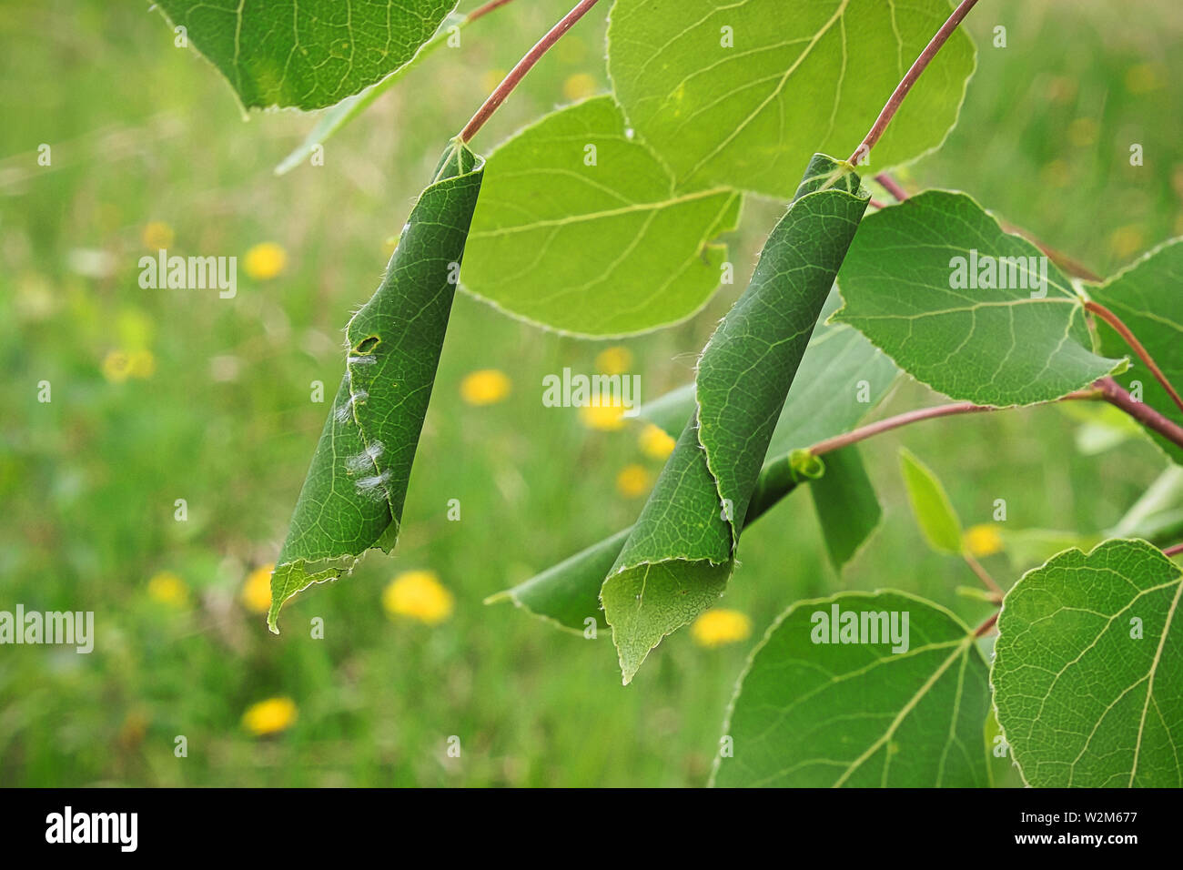 Curled leaf moth hi-res stock photography and images - Alamy