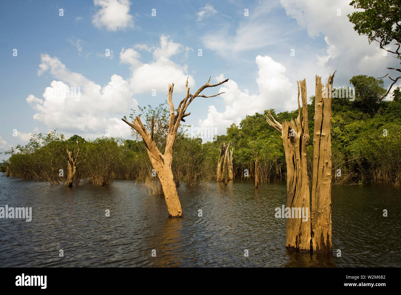 Landscape, Igapós, Cuieiras River, Manaus, Amazônia, Amazonas, Brazil ...