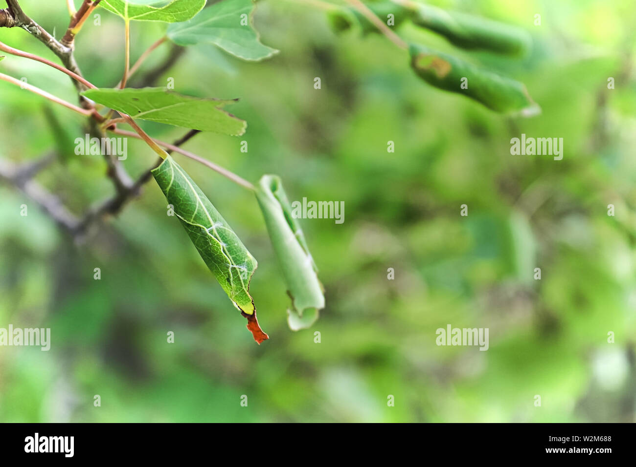 Rolled up leaves from a Leaf Roller Larvae Stock Photo - Alamy