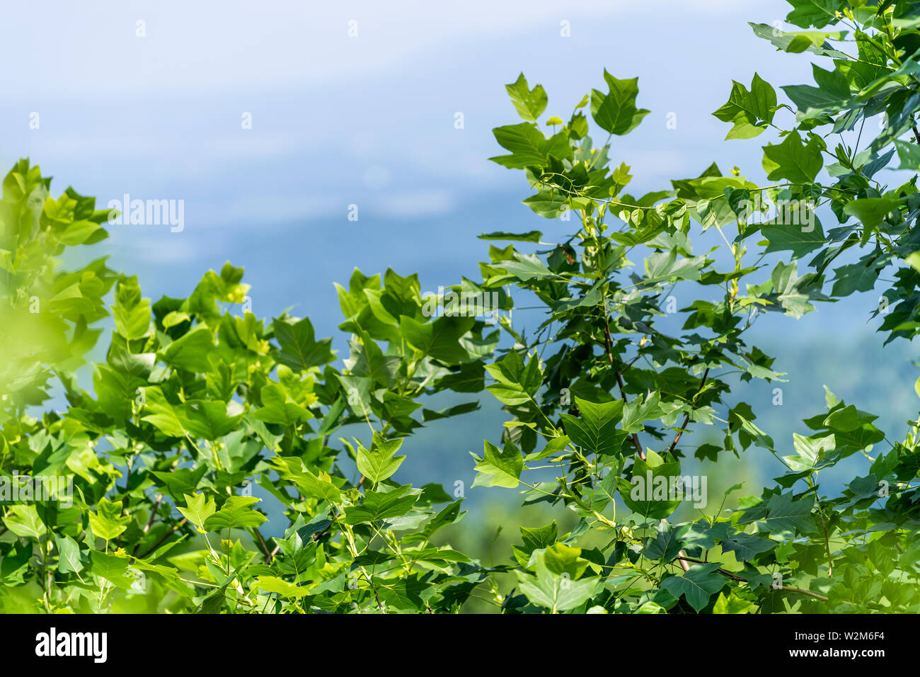 Poplar tree leaves hi-res stock photography and images - Alamy