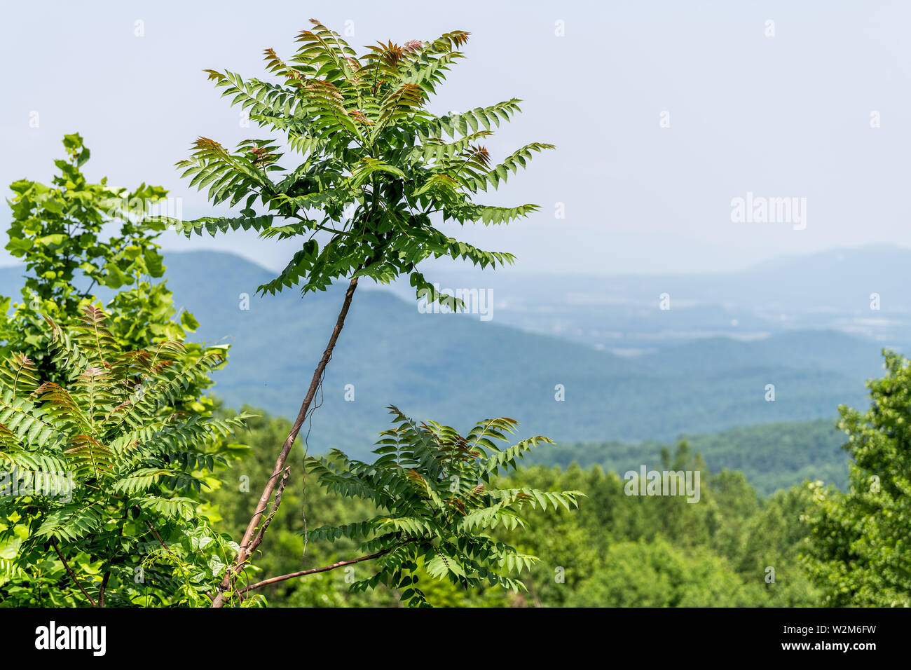 Sumac plant in Shenandoah Blue Ridge appalachian mountains on skyline ...