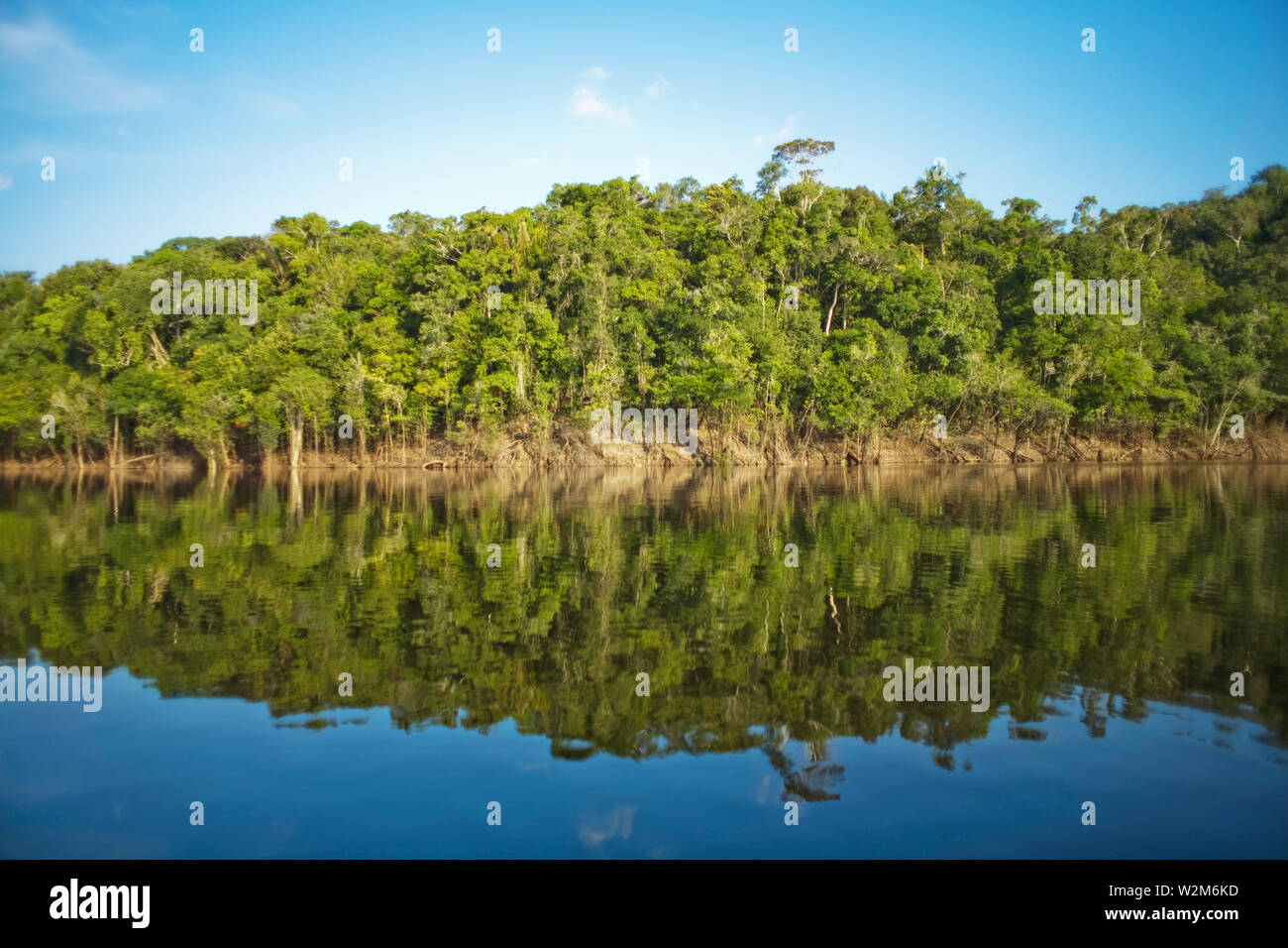 Landscape, Forest, Cuieiras River, Manaus, Amazônia, Amazonas, Brazil ...