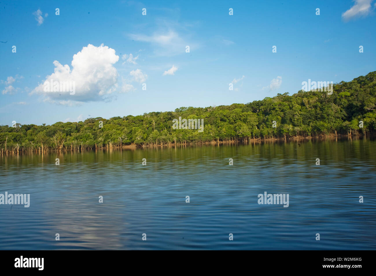 Landscape, Forest, Cuieiras River, Manaus, Amazônia, Amazonas, Brazil ...