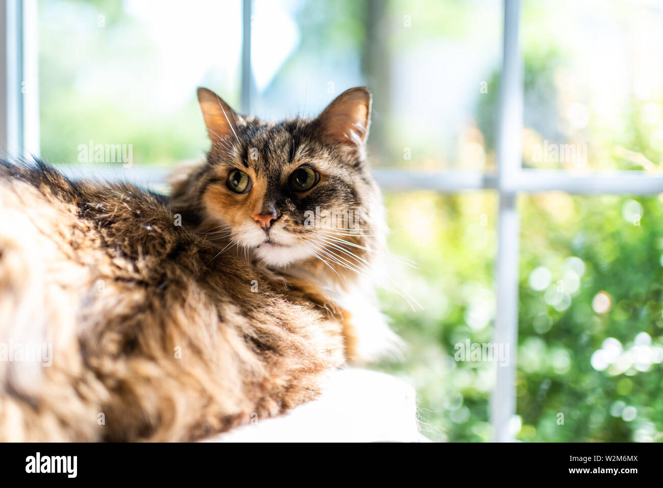 Scared female maine coon calico cat lying on chair indoors of house ...