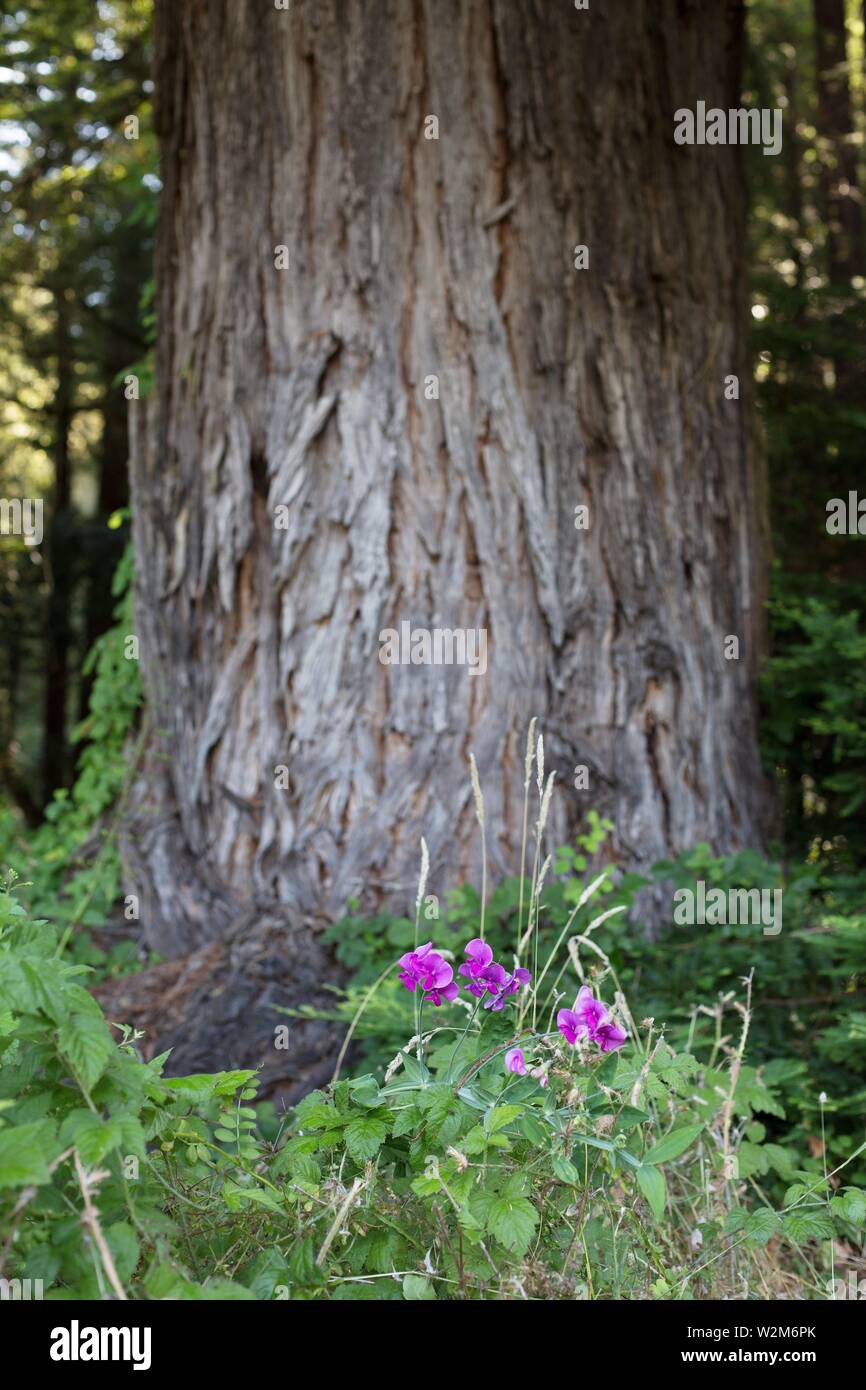 Sweet pea tree hi-res stock photography and images - Alamy