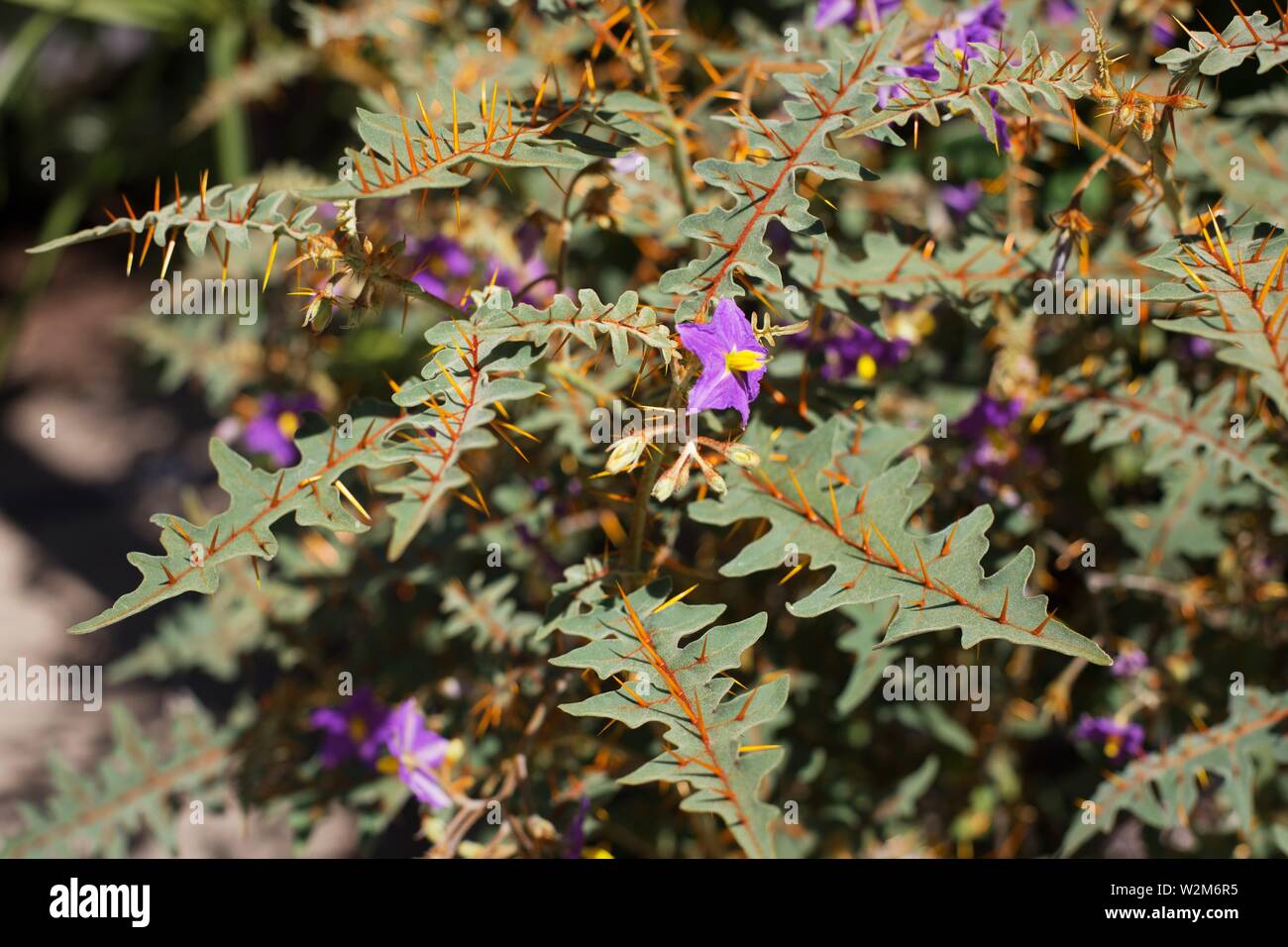 Solanum pyracanthos hi-res stock photography and images - Alamy