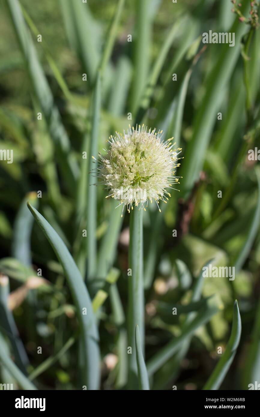 Red welsh onions growing in a garden Stock Photo - Alamy