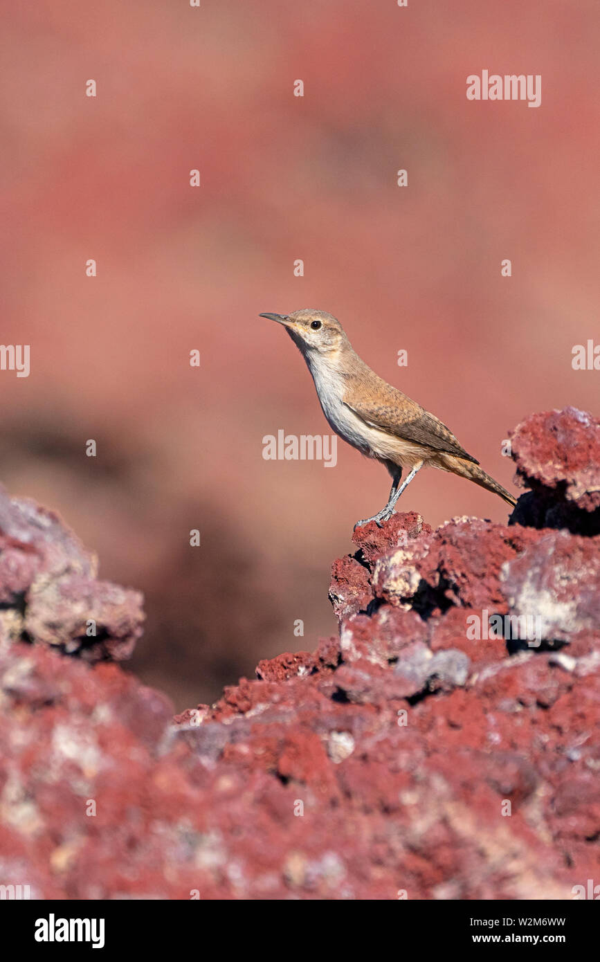 Death valley aerial hi-res stock photography and images - Alamy