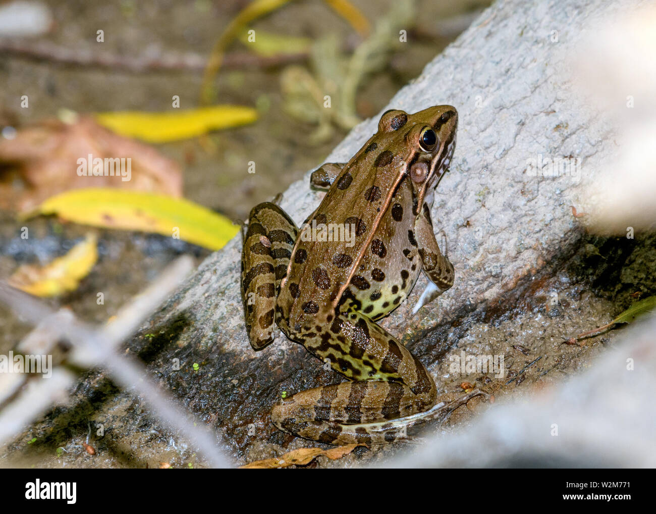 Leopard Frog (Rana sphenocephala) on log ready to leap Stock Photo - Alamy