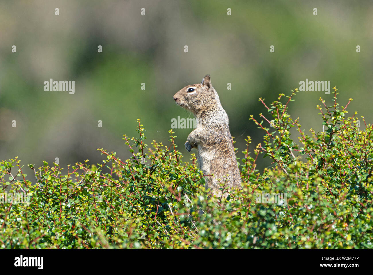Rodent with whiskers hi-res stock photography and images - Alamy
