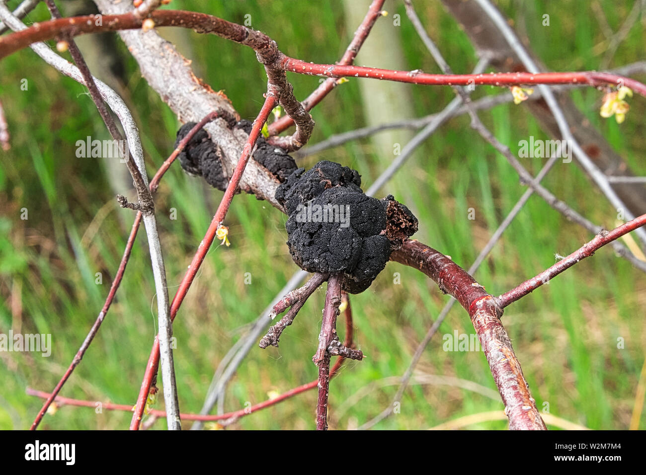 Black Knot disease growing on a cherry tree Stock Photo - Alamy