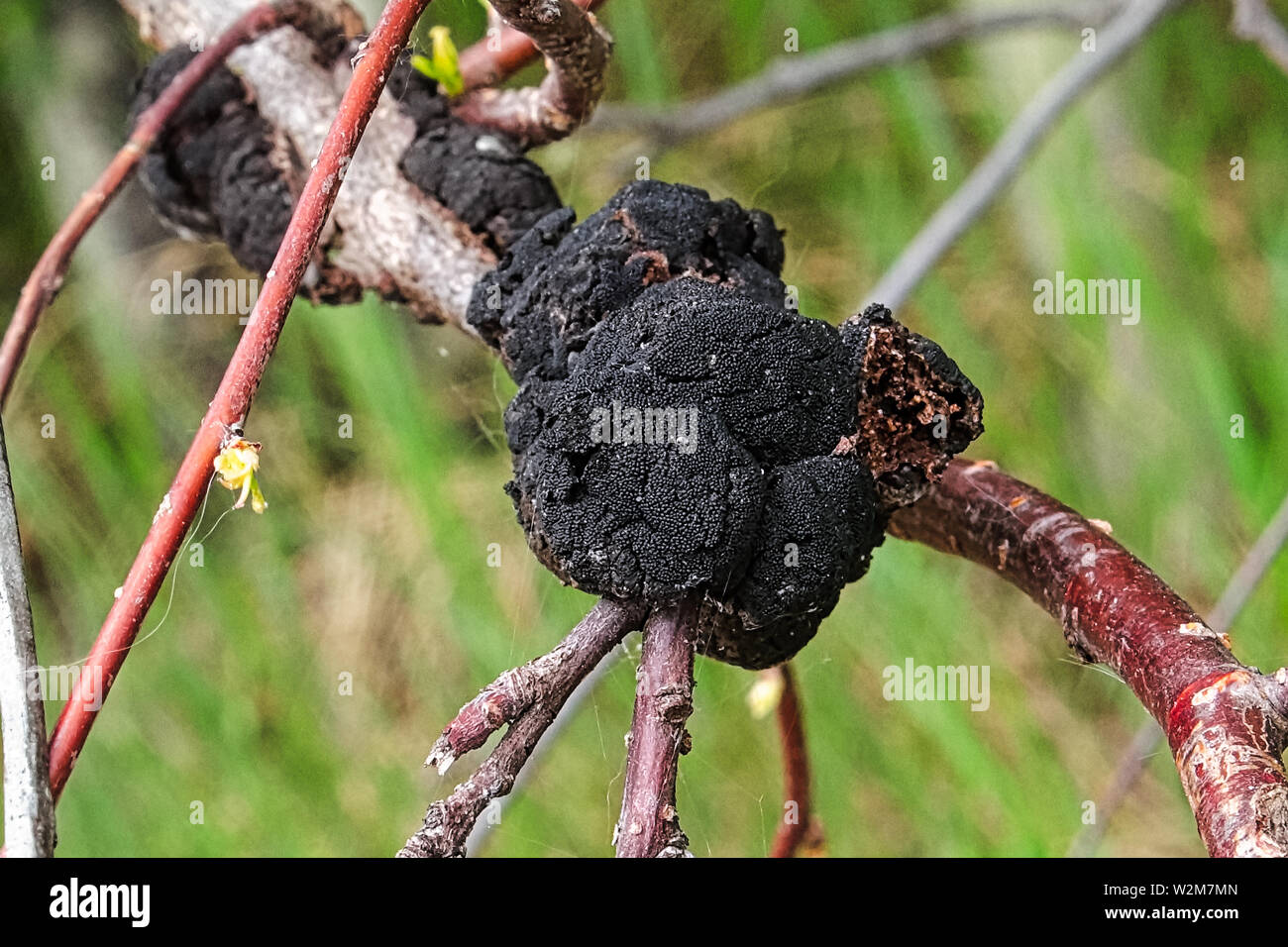 Fungus growth hi-res stock photography and images - Alamy