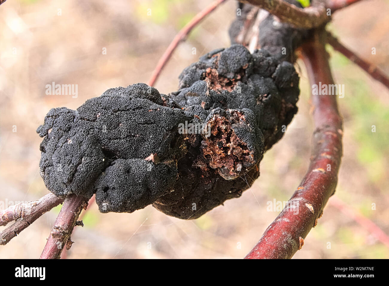 Black knot fungus hi-res stock photography and images - Alamy