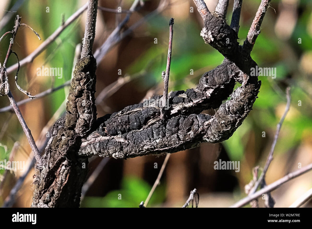 Black knot fungus hi-res stock photography and images - Alamy