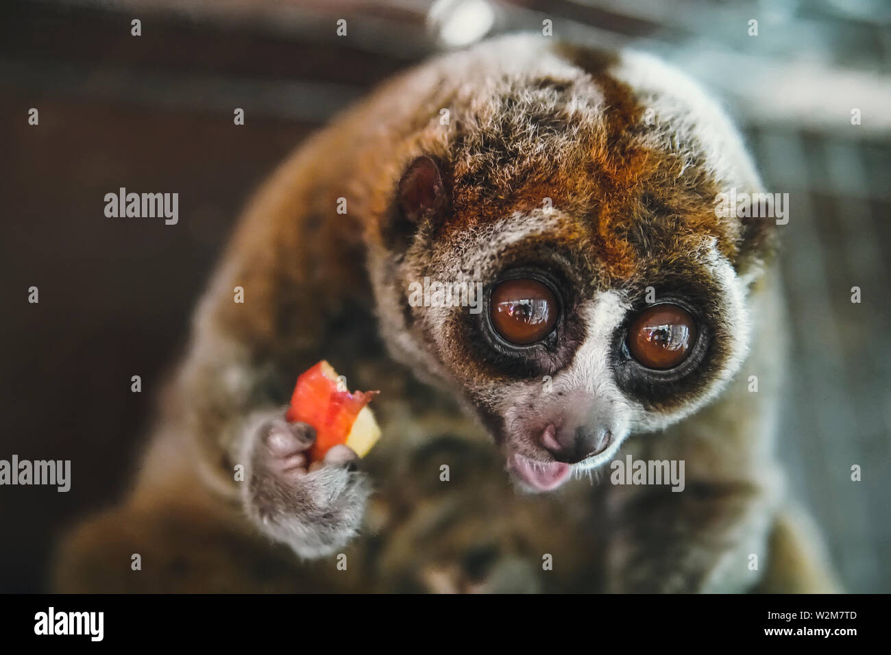 Little monkey with big monkey hi-res stock photography and images - Alamy