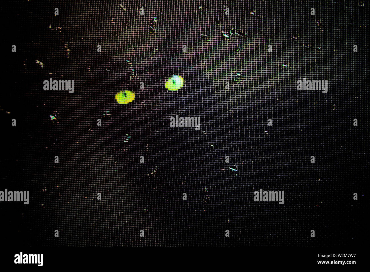 a black cat behind a screen inside a house looks out with big green ...