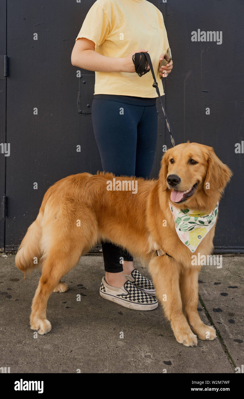 an owner and her Golden Labrador dog pose for a portrait on south ...