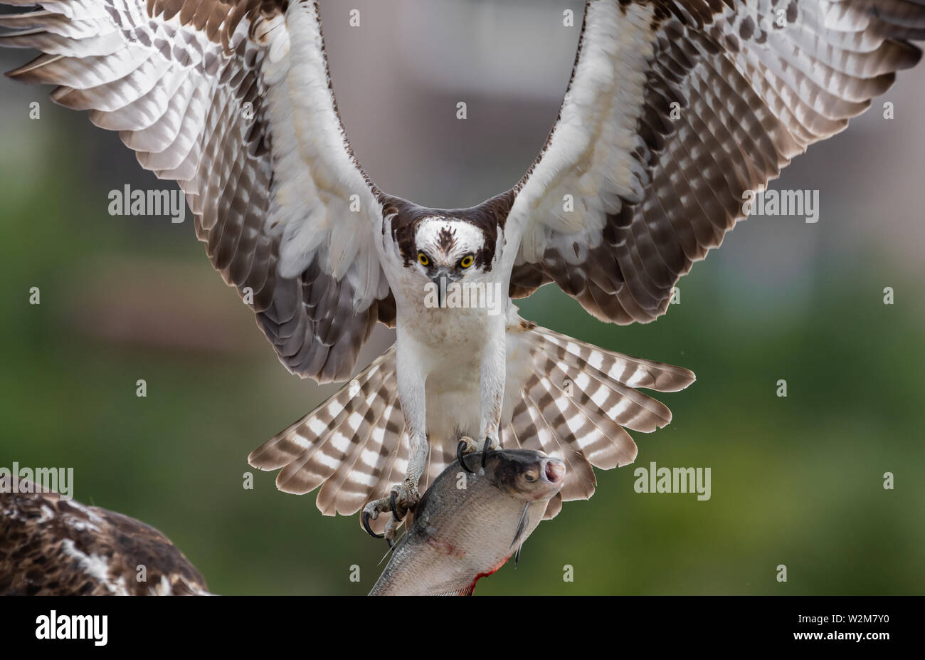 Osprey Hunting for Fish Stock Photo - Alamy