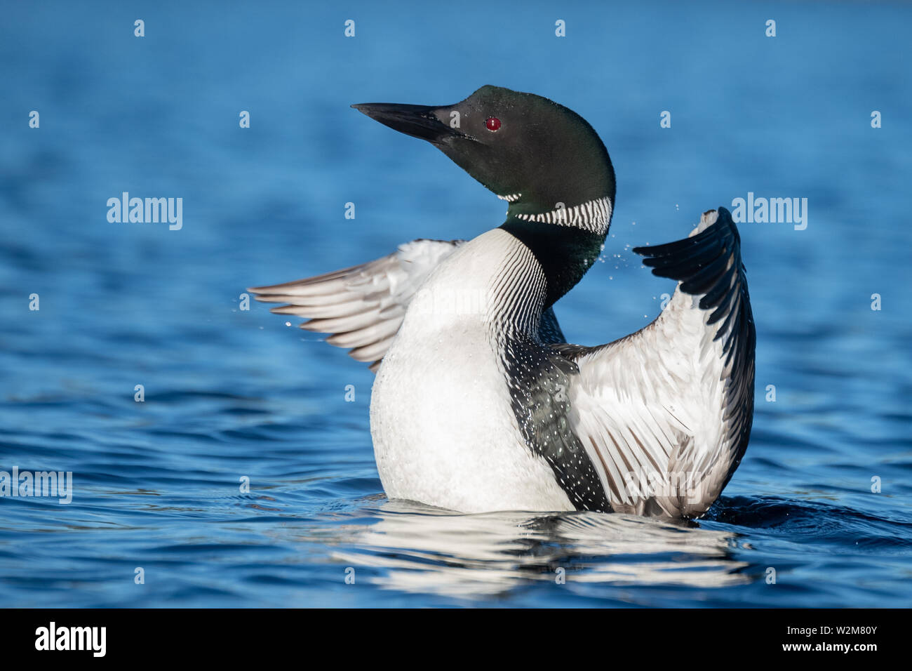 Common loon swimming in blue water hi-res stock photography and images ...