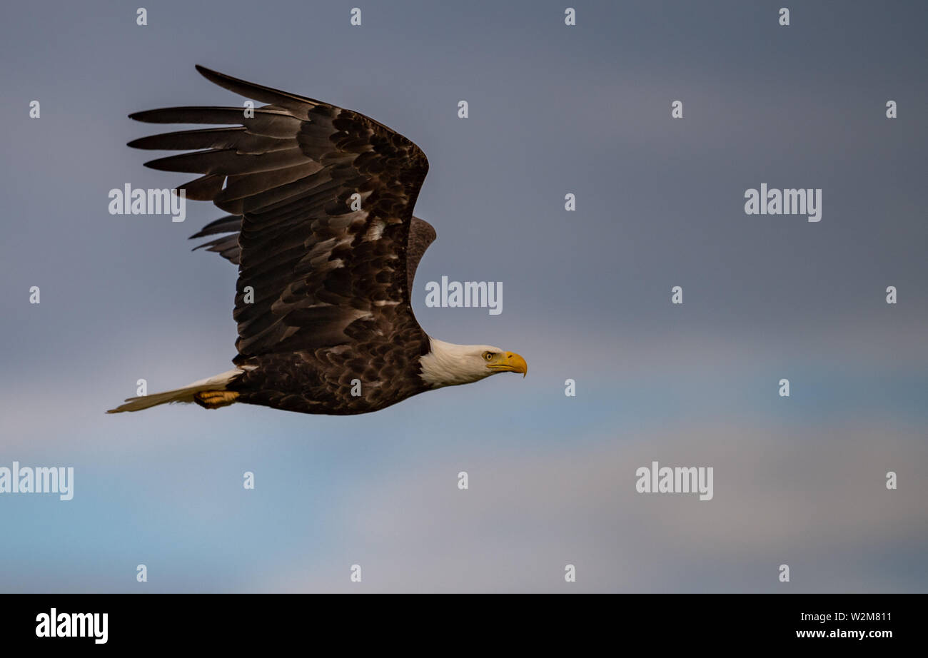 Bald eagle flying american hi-res stock photography and images - Alamy