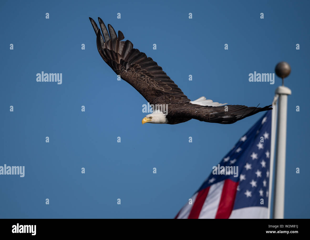 Bald Eagle Flying American Flag Stock Photo - Alamy