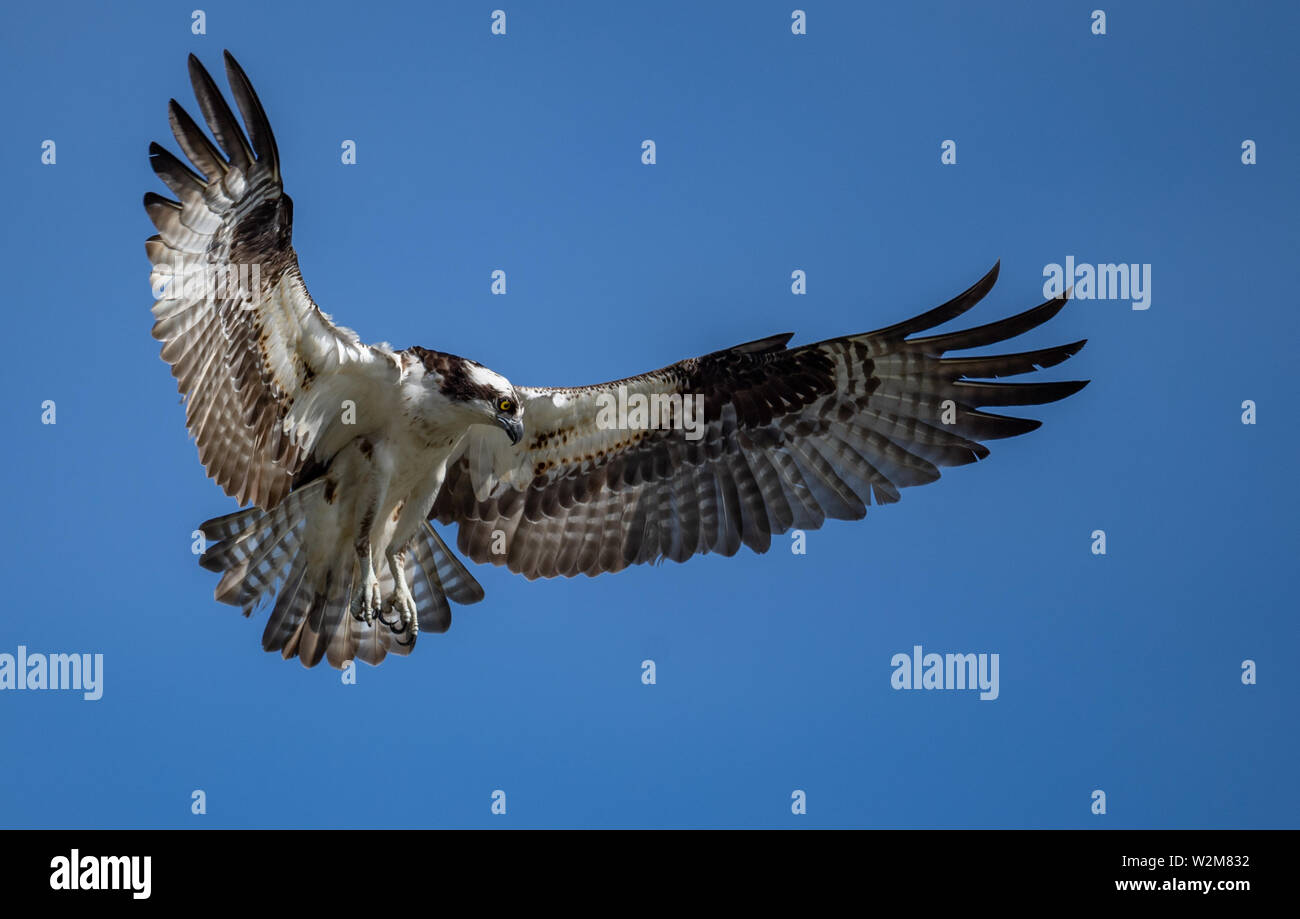 Osprey hunting for fish hi-res stock photography and images - Alamy