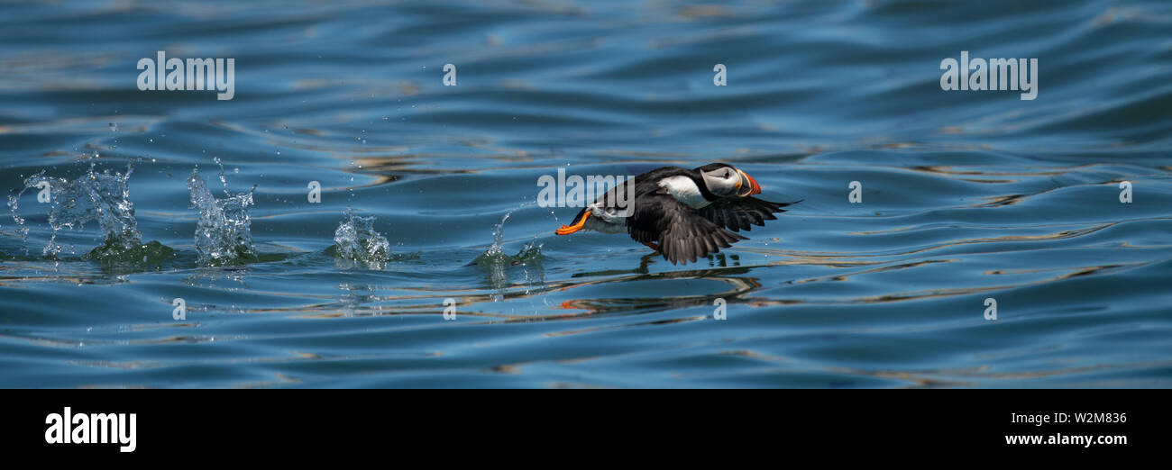 Atlantic Puffin Flying over the water Stock Photo - Alamy