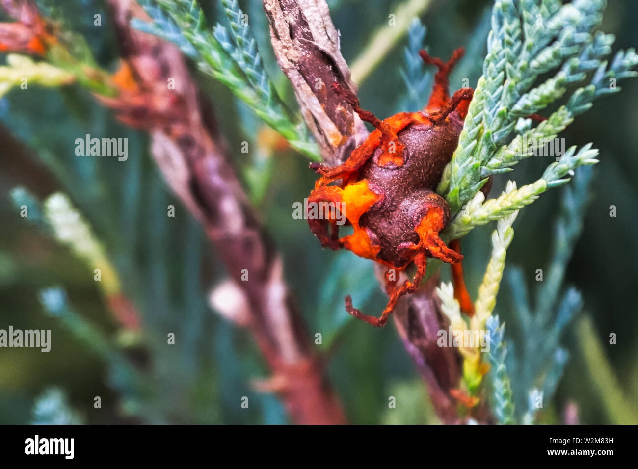 Juniper fungus hi-res stock photography and images - Alamy