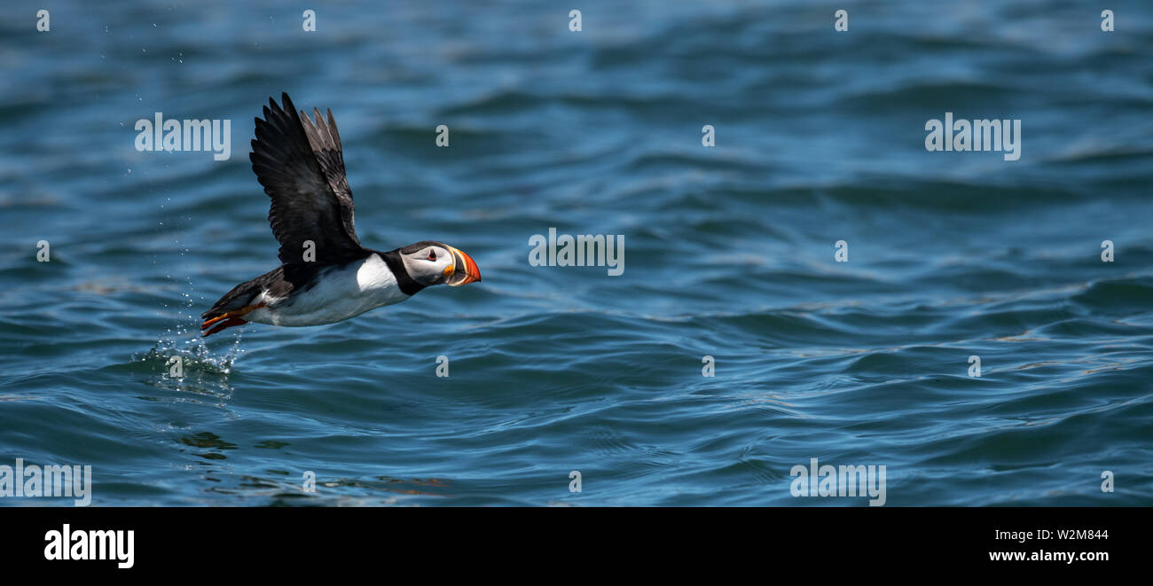 Atlantic Puffin Flying over the water Stock Photo - Alamy