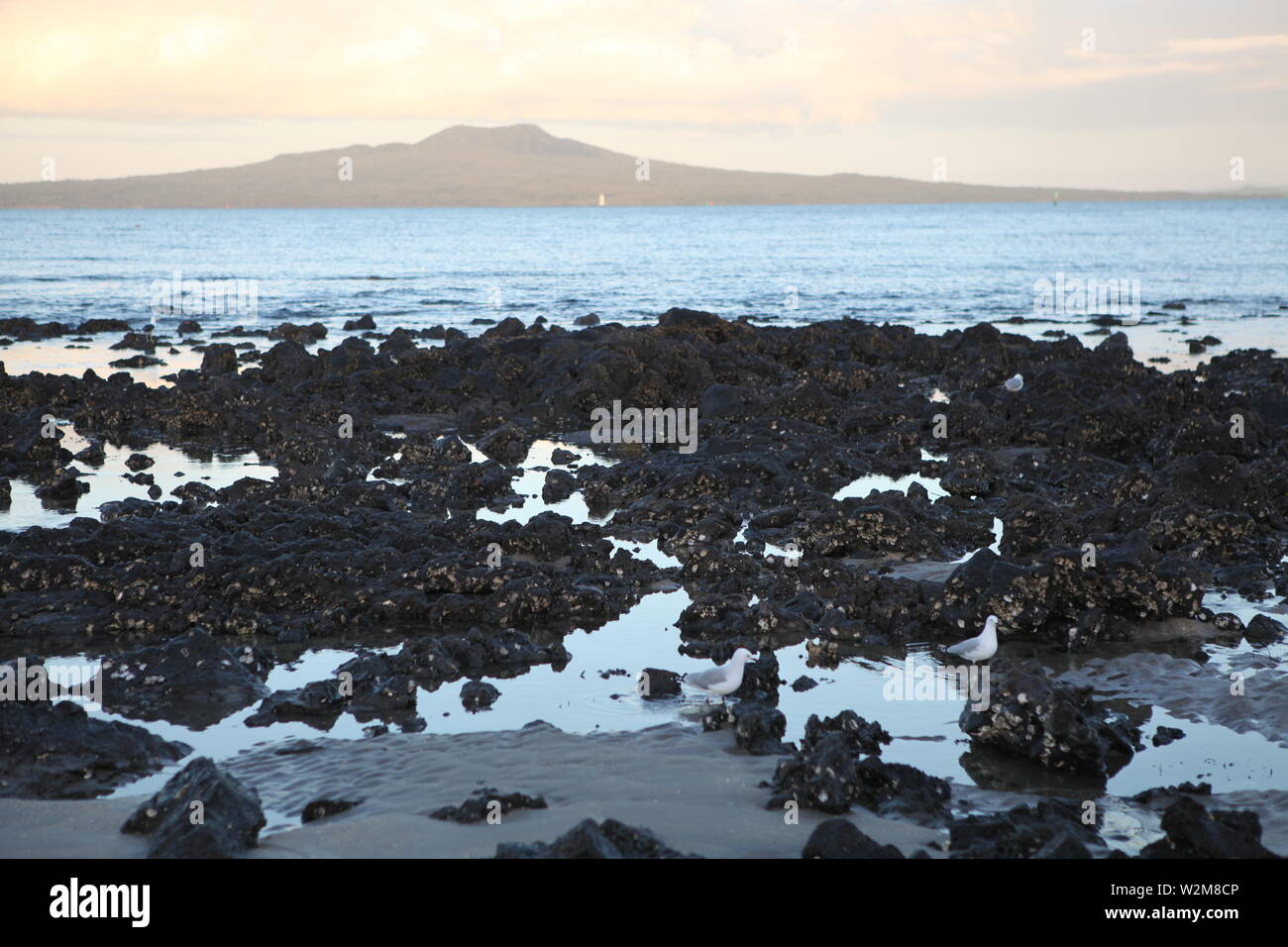 Iconic Rangitoto volcano on Rangitoto Island. Photo taken from tje ...