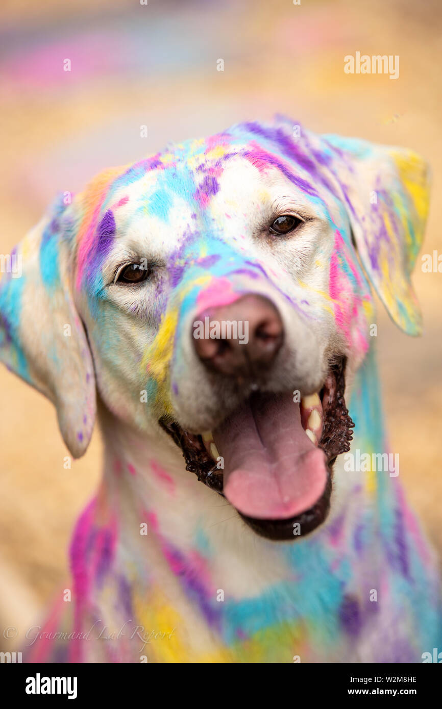 American Yellow Labrador High Resolution Stock Photography and Images ...